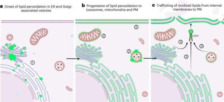 Curved Gram-Negative Rods: Campylobacter and Helicobacter Explained ...